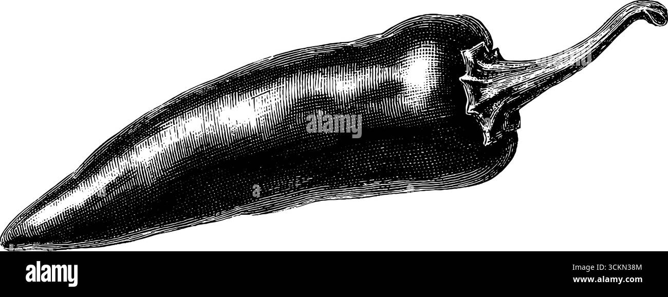 Engraved chilli pepper illustration for culinary art and print design ...