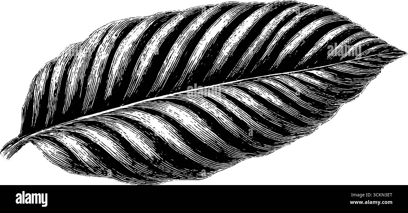 Detailed engraved illustration of a layered leaf pattern for art and ...
