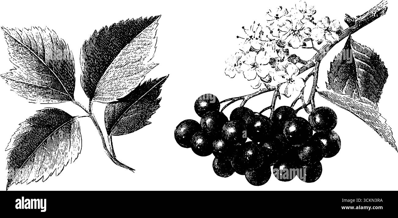 Detailed botanical engraving of elder tree branches with leaves and ...