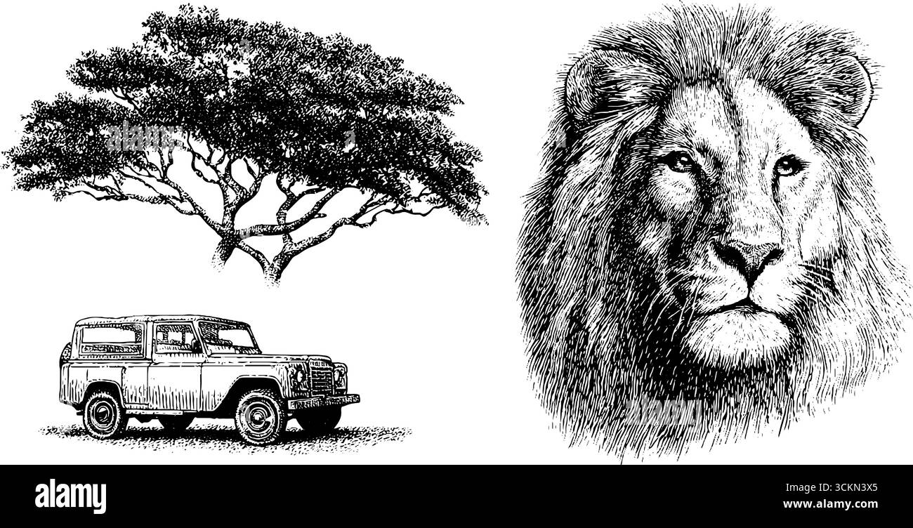 Engraved safari adventure with savannah lion and acacia tree for ...