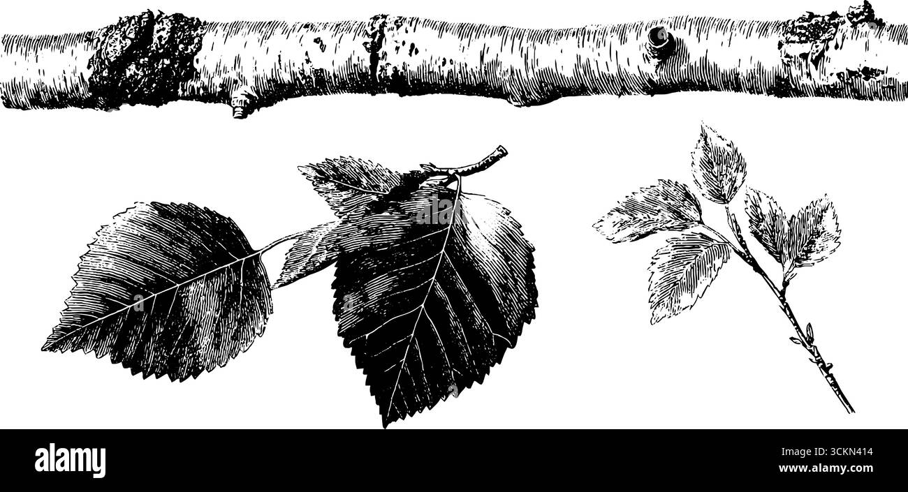 Engraved birch tree illustrations set for nature art and design Stock ...