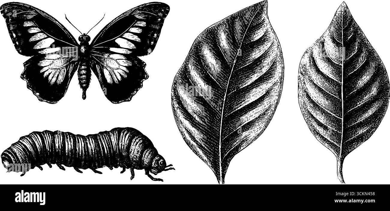 Vintage engraved butterfly with caterpillar and leaves - nature ...