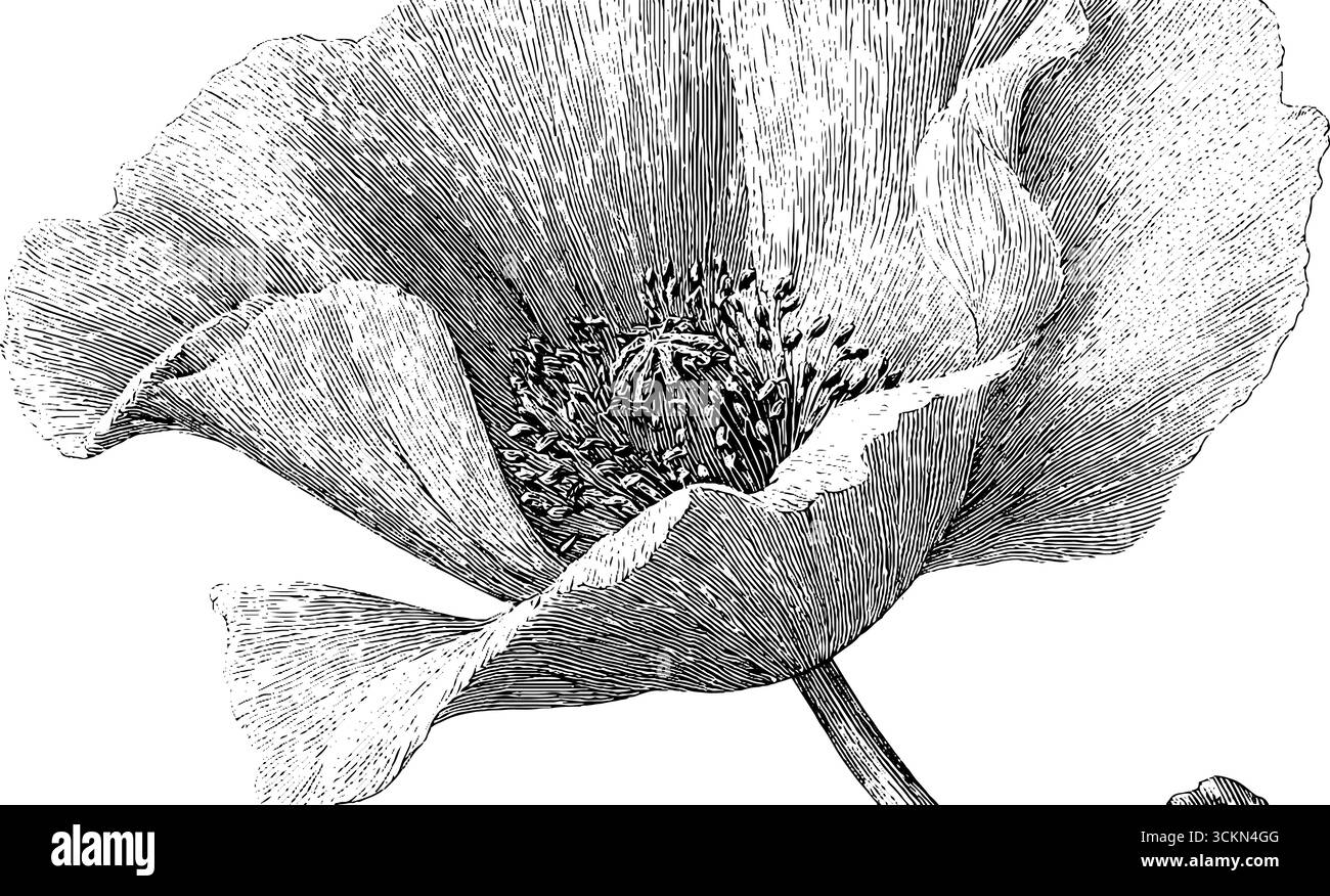 Intricate engraved illustration of lacy poppy flower design for ...