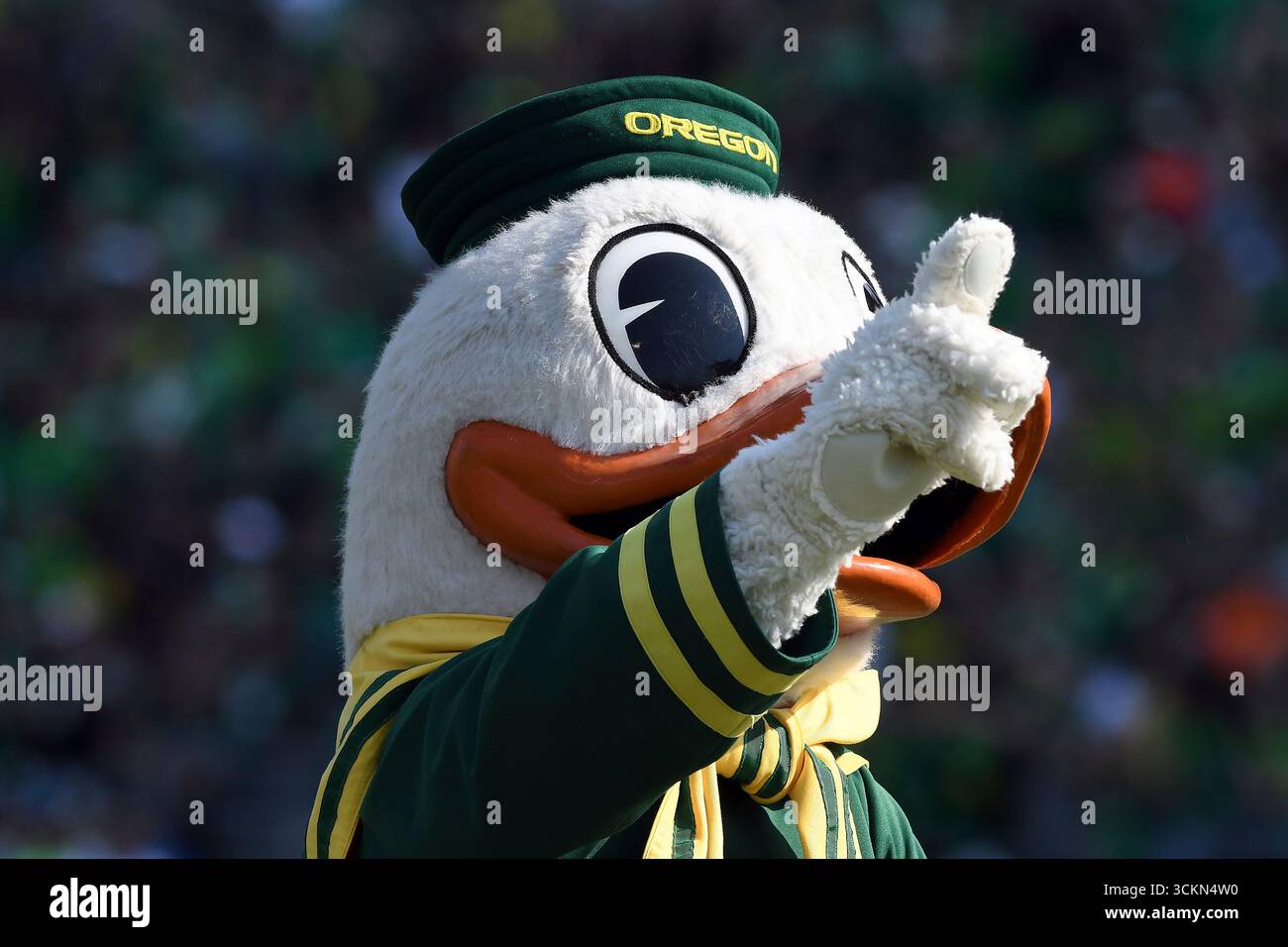 EUGENE, OR - SEPTEMBER 06: The Oregon Ducks mascot, Puddles, points to ...