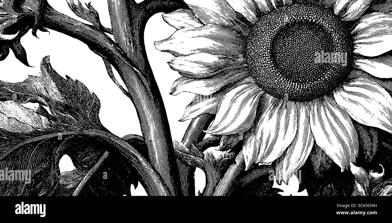 Elegant sunflower head engraving with detailed botanical elements for ...