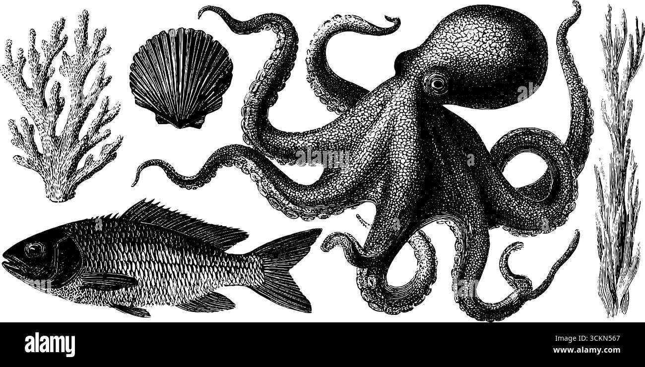Marine life engraving: octopus and sea creatures illustration for ...