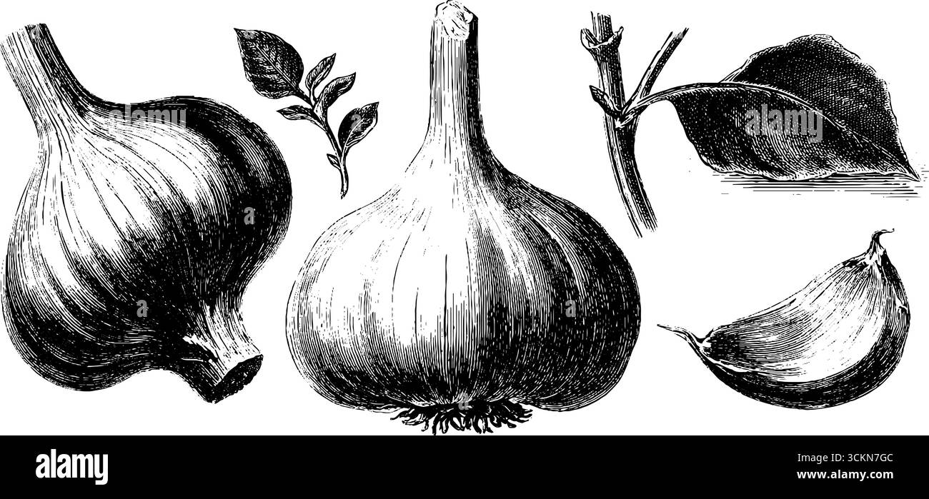Engraved illustration set featuring garlic bulbs and cloves for ...