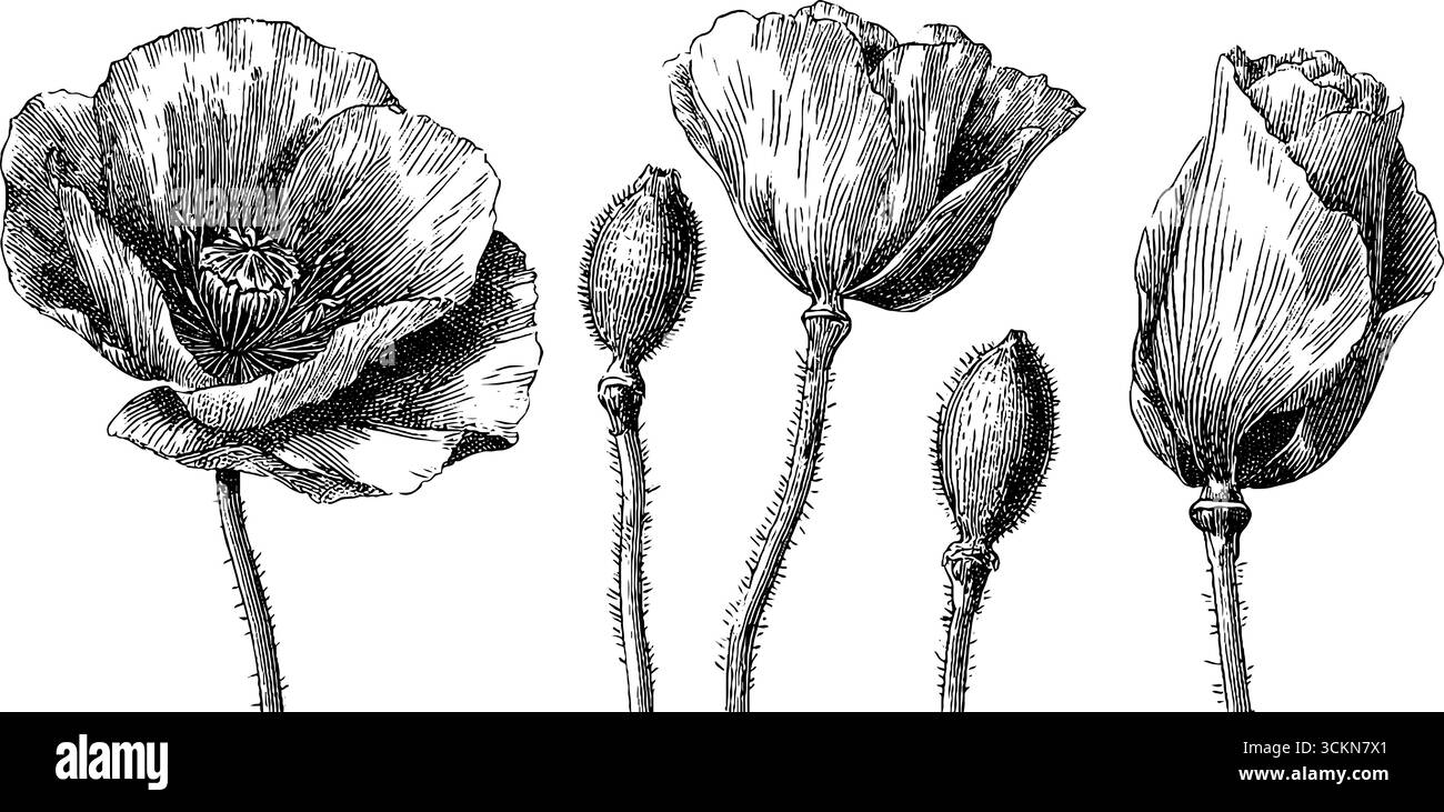 Detailed engravings outline hi-res stock photography and images - Alamy