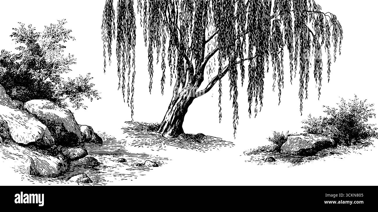 Engraved willow tree scene with drooping branches and rocks Stock ...