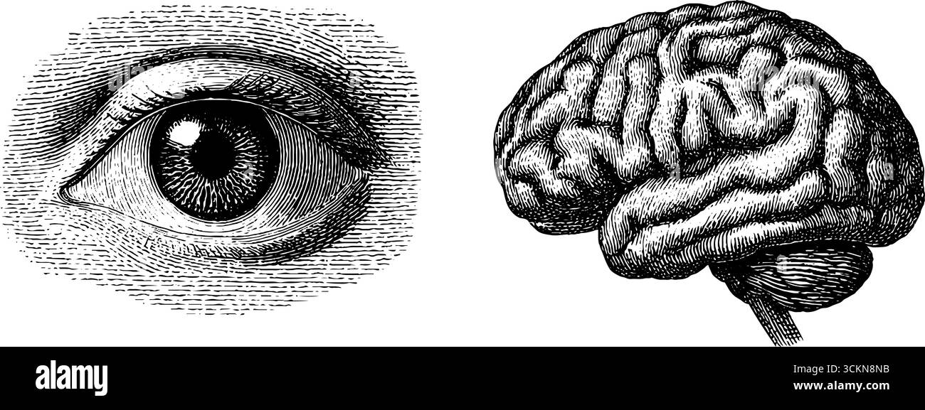 Detailed engraved illustration of eye and brain anatomy for educational ...