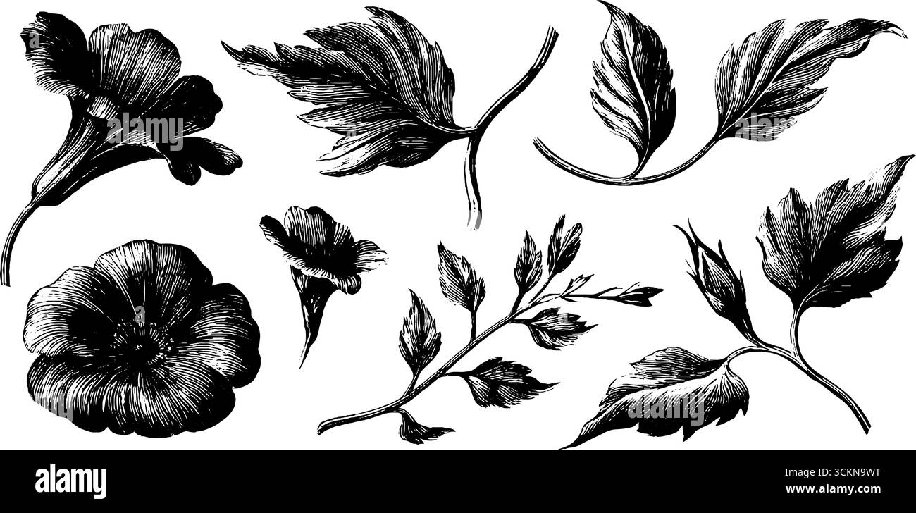 Intricate textures of plant leaves Cut Out Stock Images & Pictures - Alamy