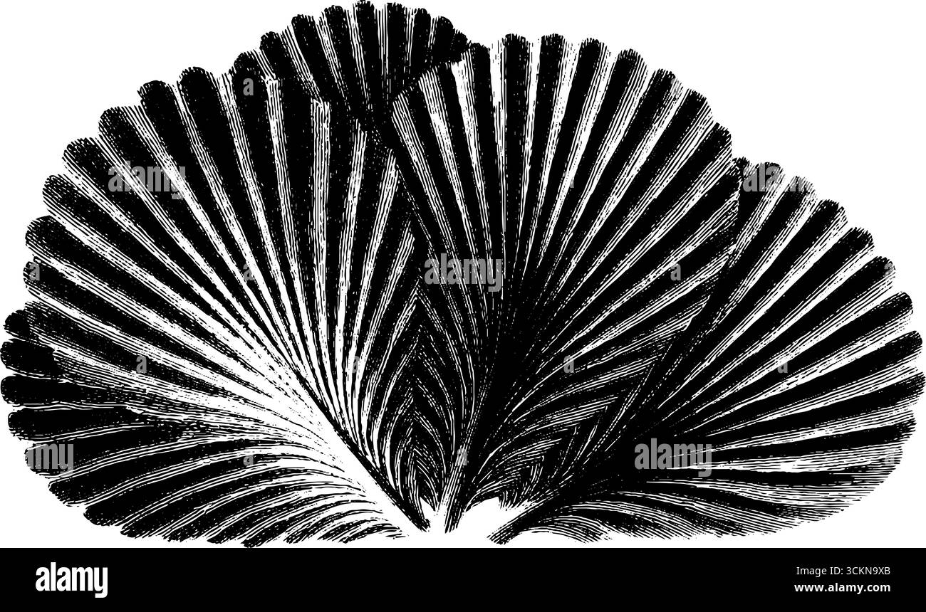 Symmetrical pattern featuring bold Cut Out Stock Images & Pictures - Alamy