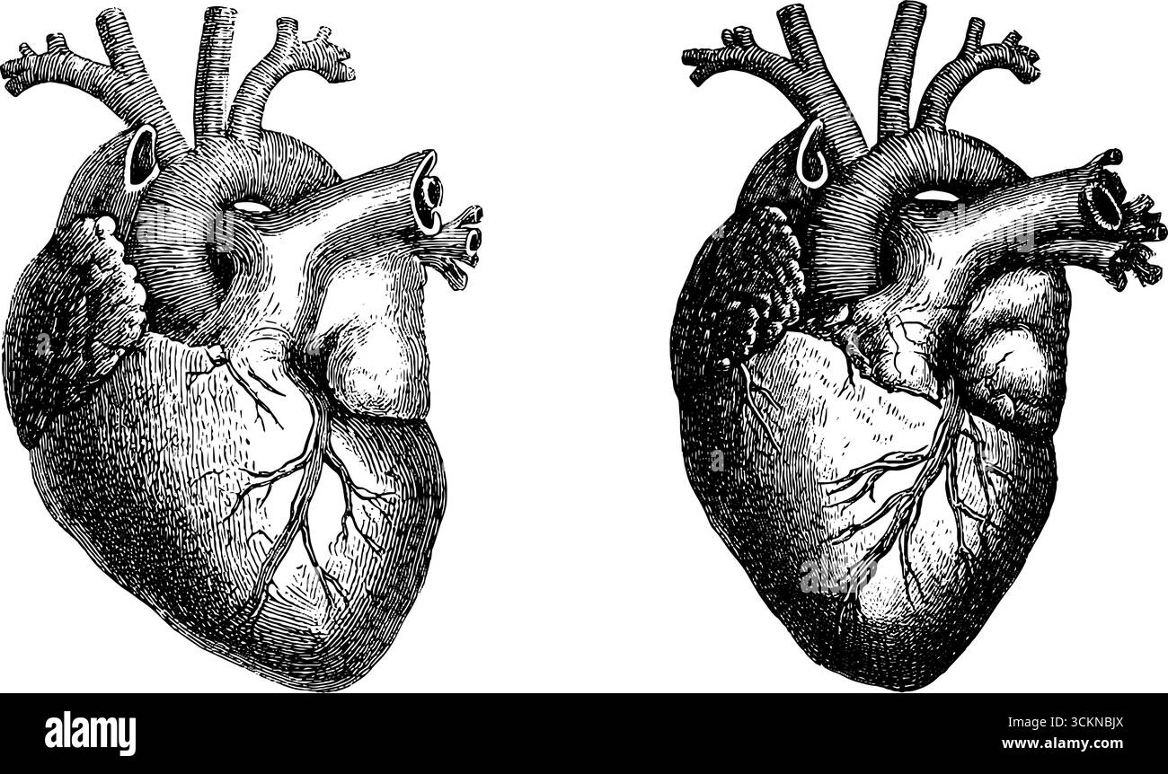 Detailed engraved illustration of human heart and aorta anatomy for ...