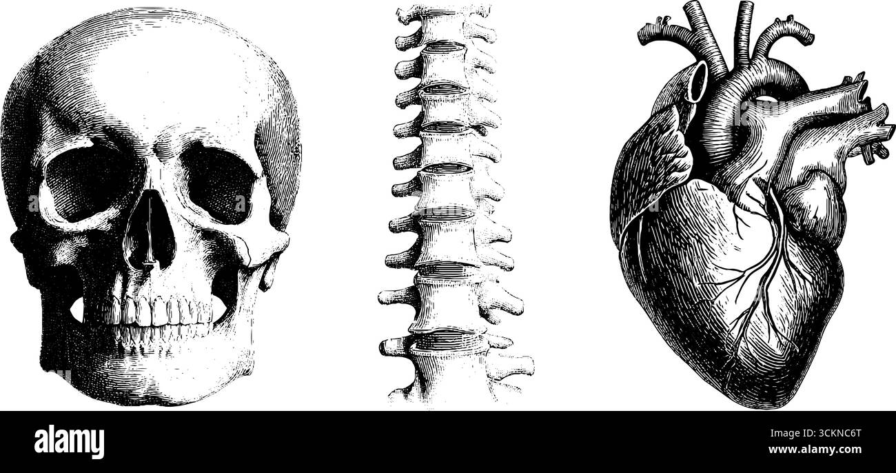 Engraved anatomical illustration set featuring skull, spine, and heart ...