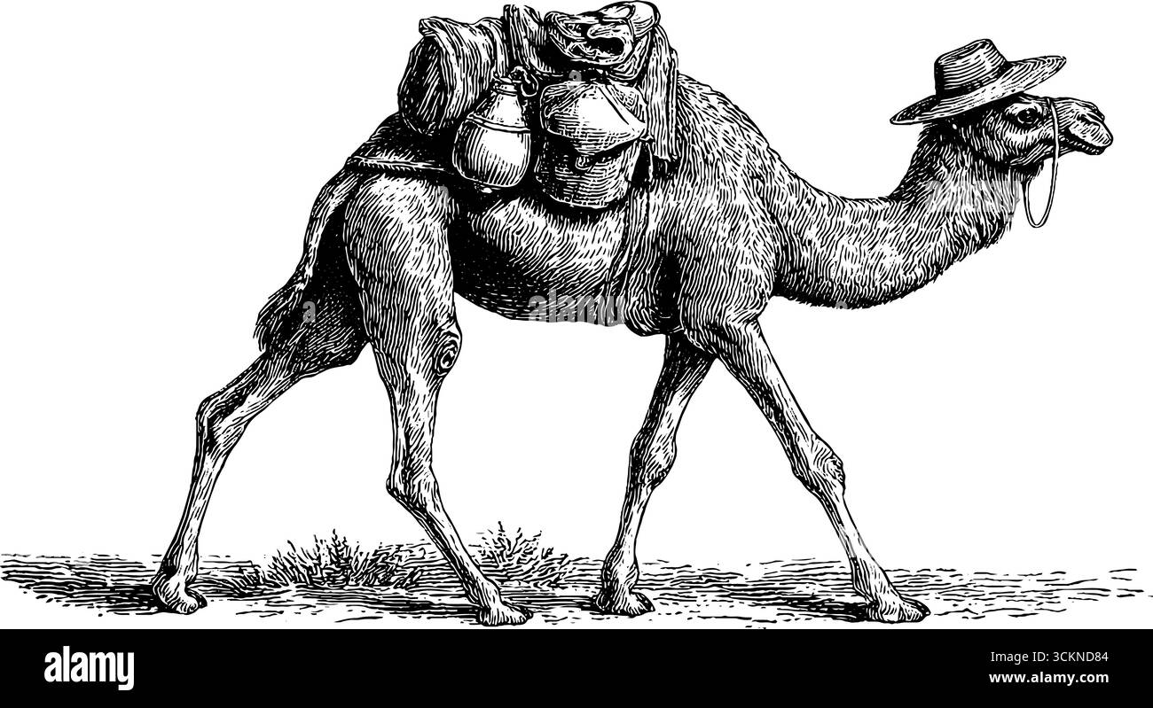 Vintage exploration illustration of camel with explorer gear for desert ...