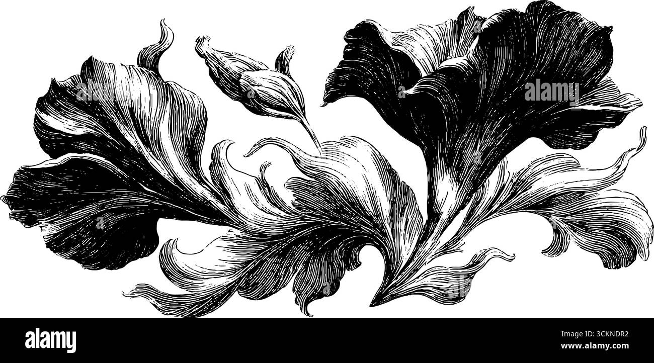 Elegant engraved illustration of naturalistic petals for floral design ...