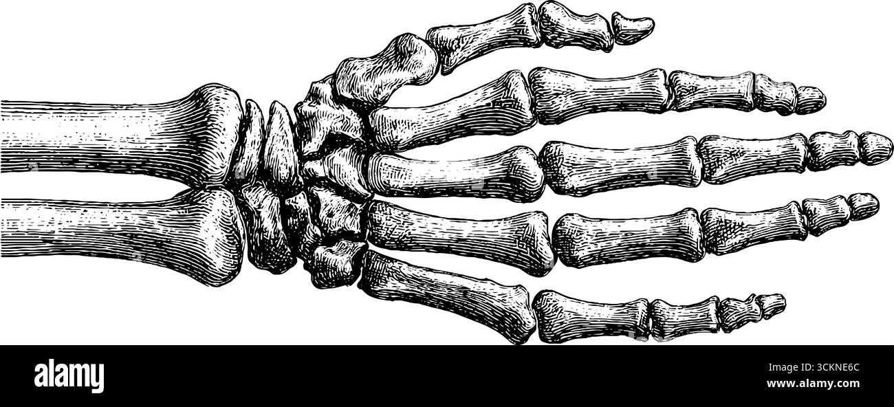 Detailed engraving of human hand and wrist bones for educational and ...