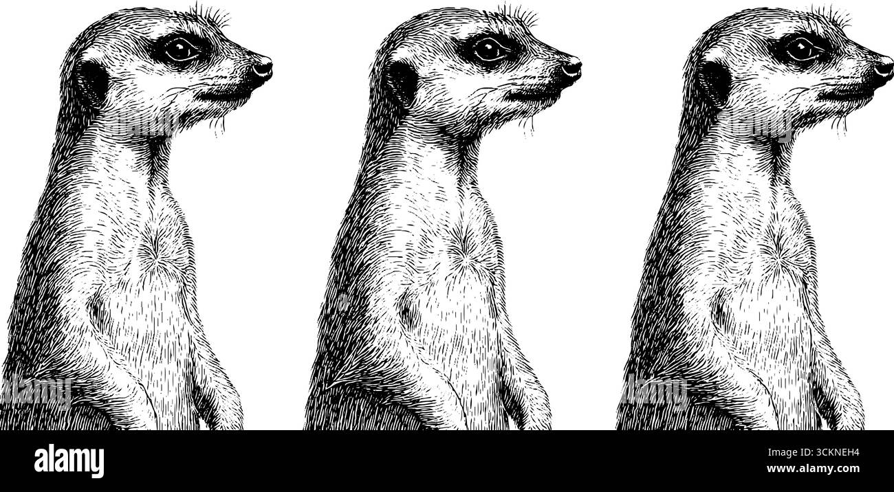 Meerkat in upright pose Stock Vector Images - Alamy