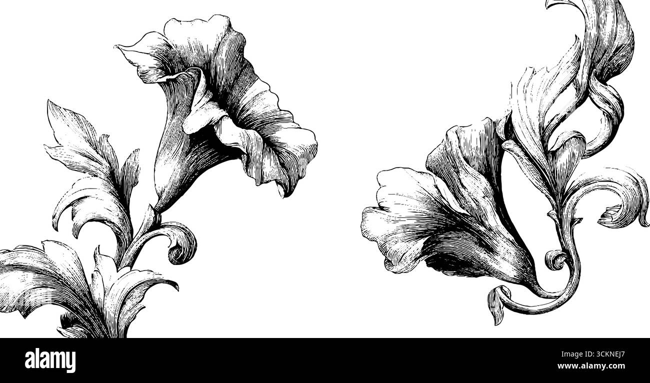 Engraved illustration set of naturalistic petals for botanical design ...