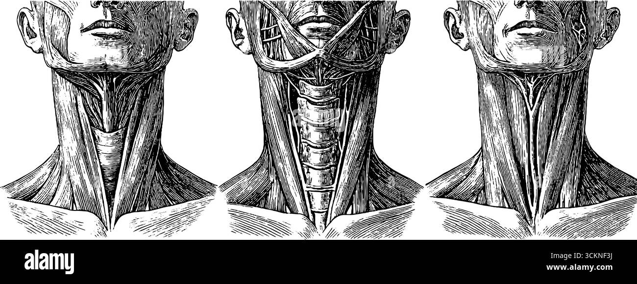 Anatomical study muscles neck Stock Vector Images - Alamy