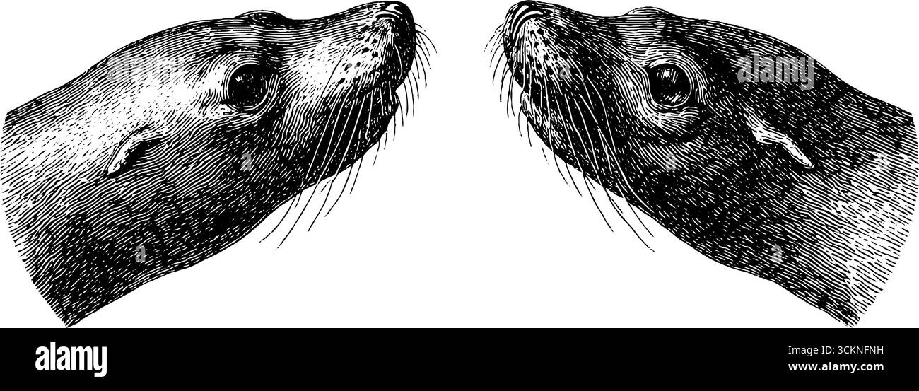Engraved seal illustration set featuring clapping flippers for artistic ...
