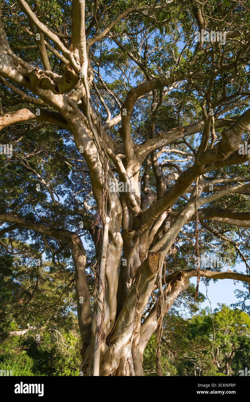 Australian tree roots large jungle hi-res stock photography and images ...