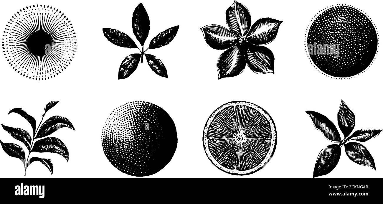 Set of engraved botanical illustrations featuring dots and round floral ...