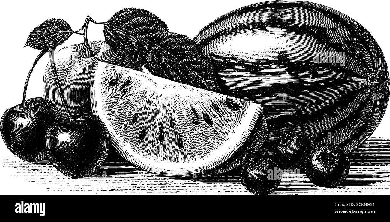 Engraved art of fresh summer fruits featuring watermelon, cherries ...