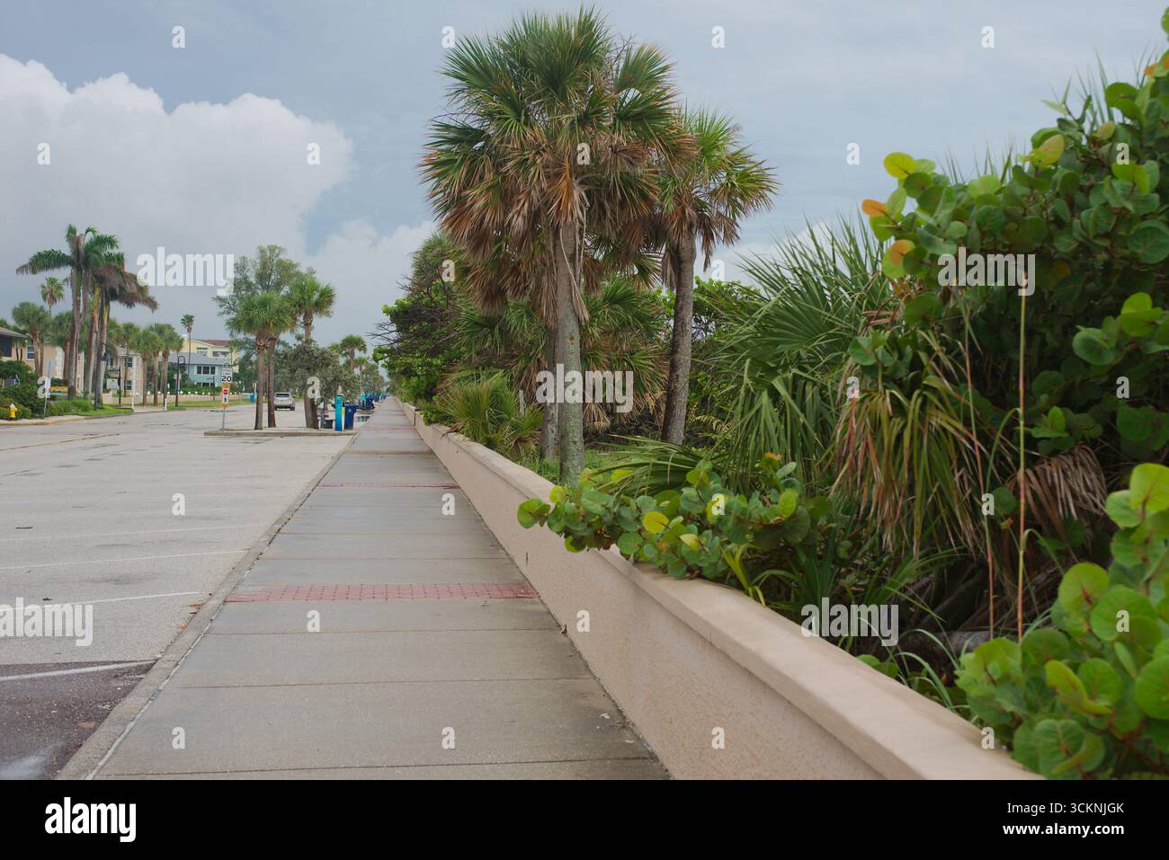 Scenic Coastal Walkway lined with Palm Trees and Green Foliage on a ...
