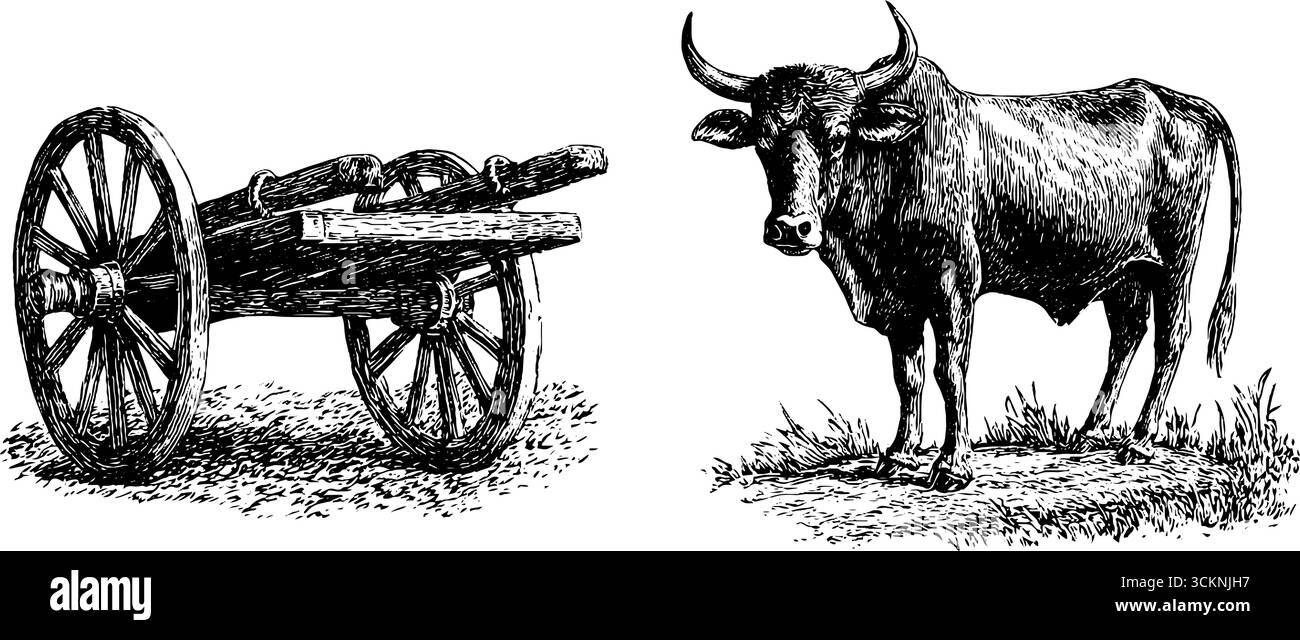 Engraved illustration set featuring bullock cart and ox on rustic ...