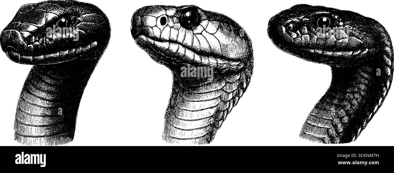 Engraved illustrations of king cobra heads - vintage reptile art ...
