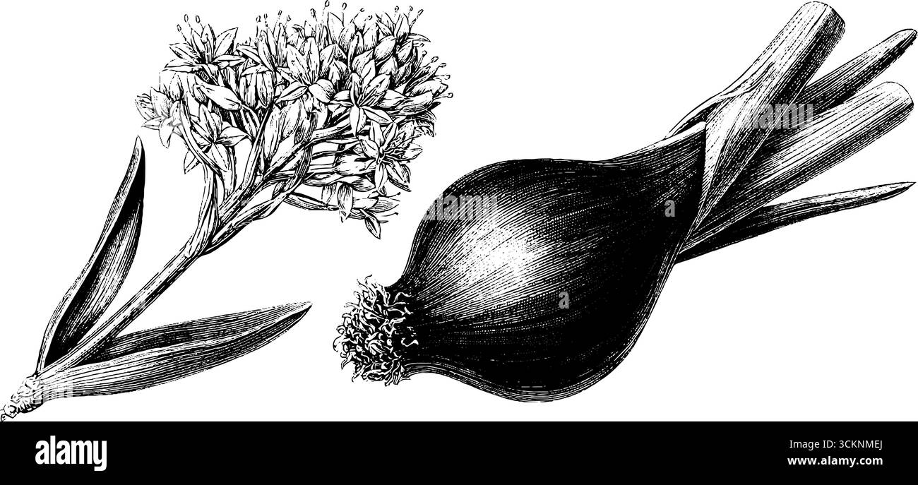 Vintage botanical illustration of leek bulb and green onion Stock ...
