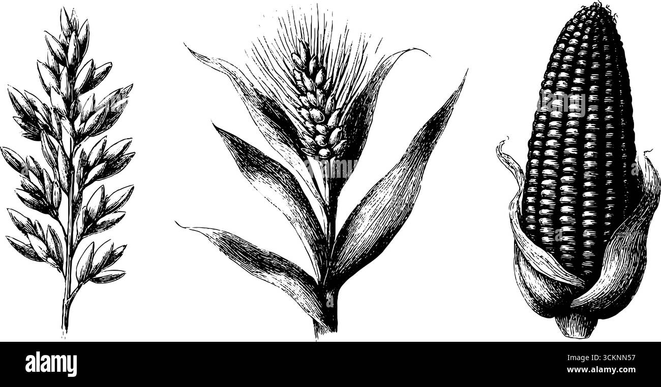 Engraved botanical illustration of oats, grains, and rye for ...