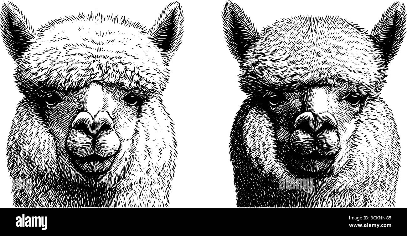 Engraved illustration set of fluffy alpaca faces for art and design ...