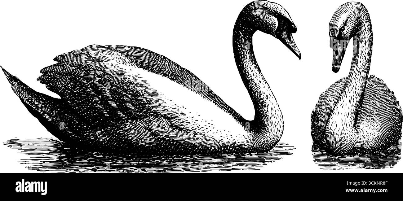 Elegant swan with curved neck engraved illustration for art and design ...