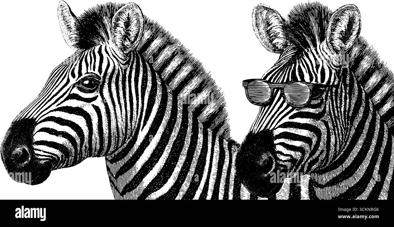 Engraved illustration zebra pattern hi-res stock photography and images ...