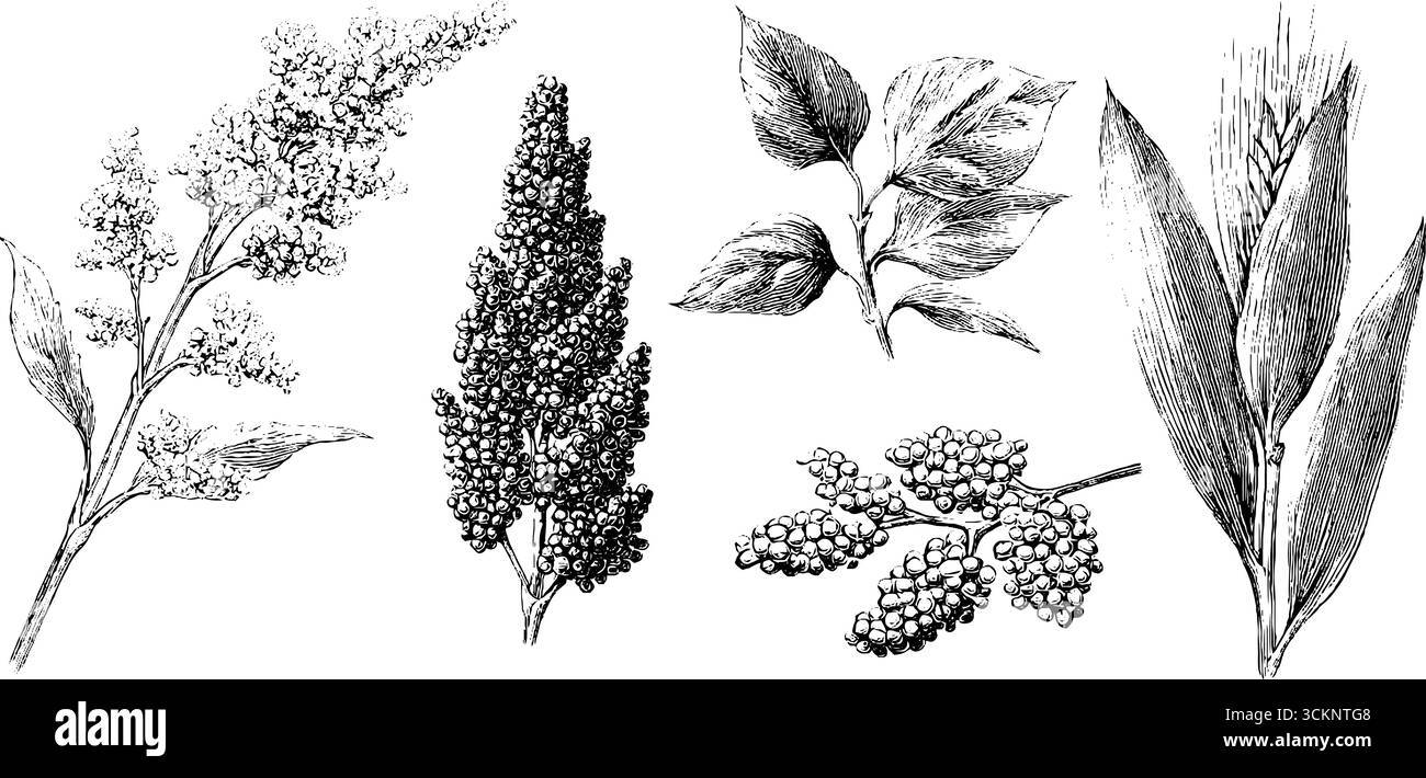 Botanical engraving set of quinoa plant and millet for educational and ...