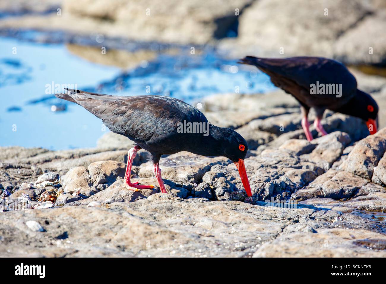 Photograph of a Sooty Oystercatcher bird searching for food amongst ...