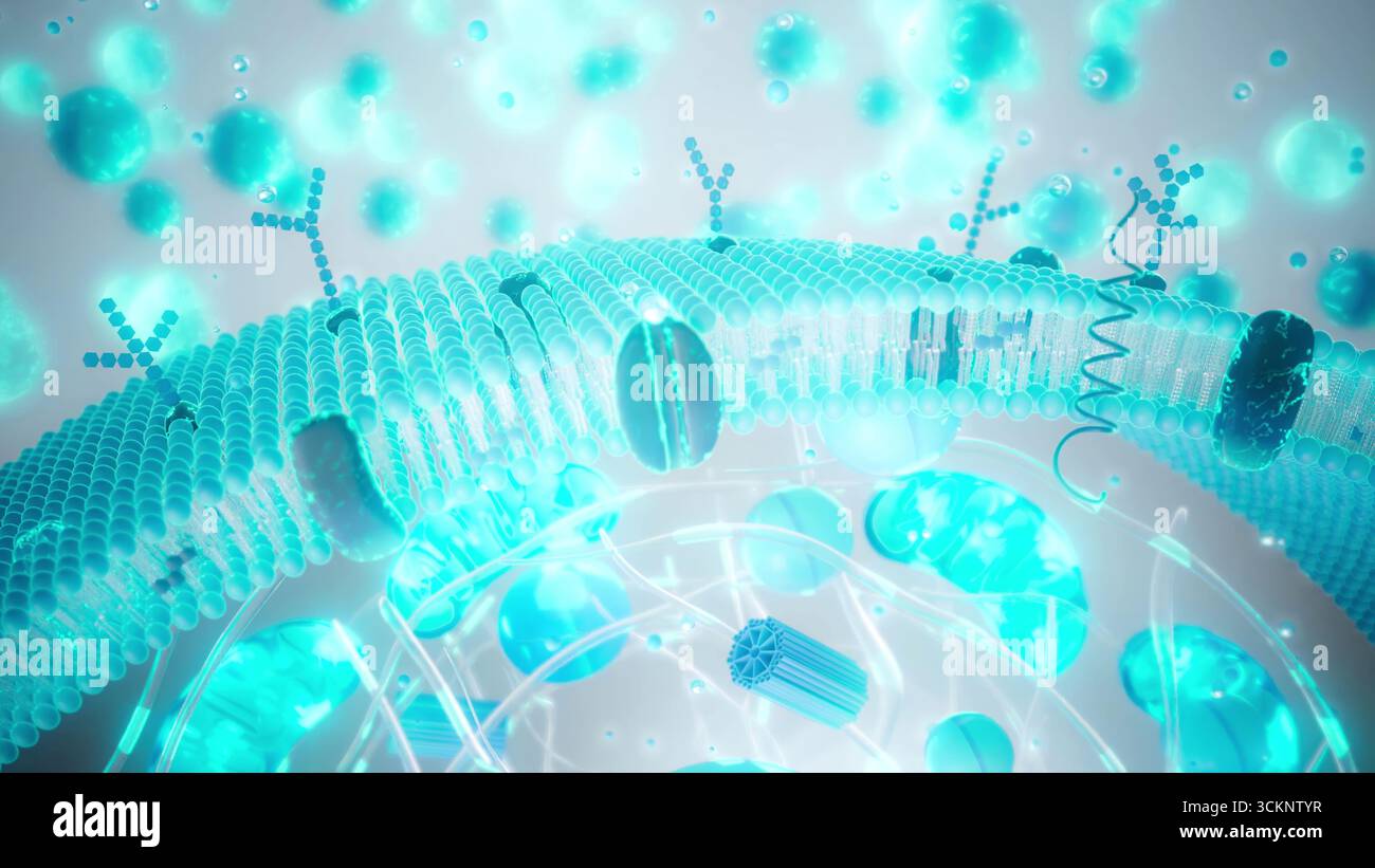 Illustration of a section through a cell membrane. This is a semi ...