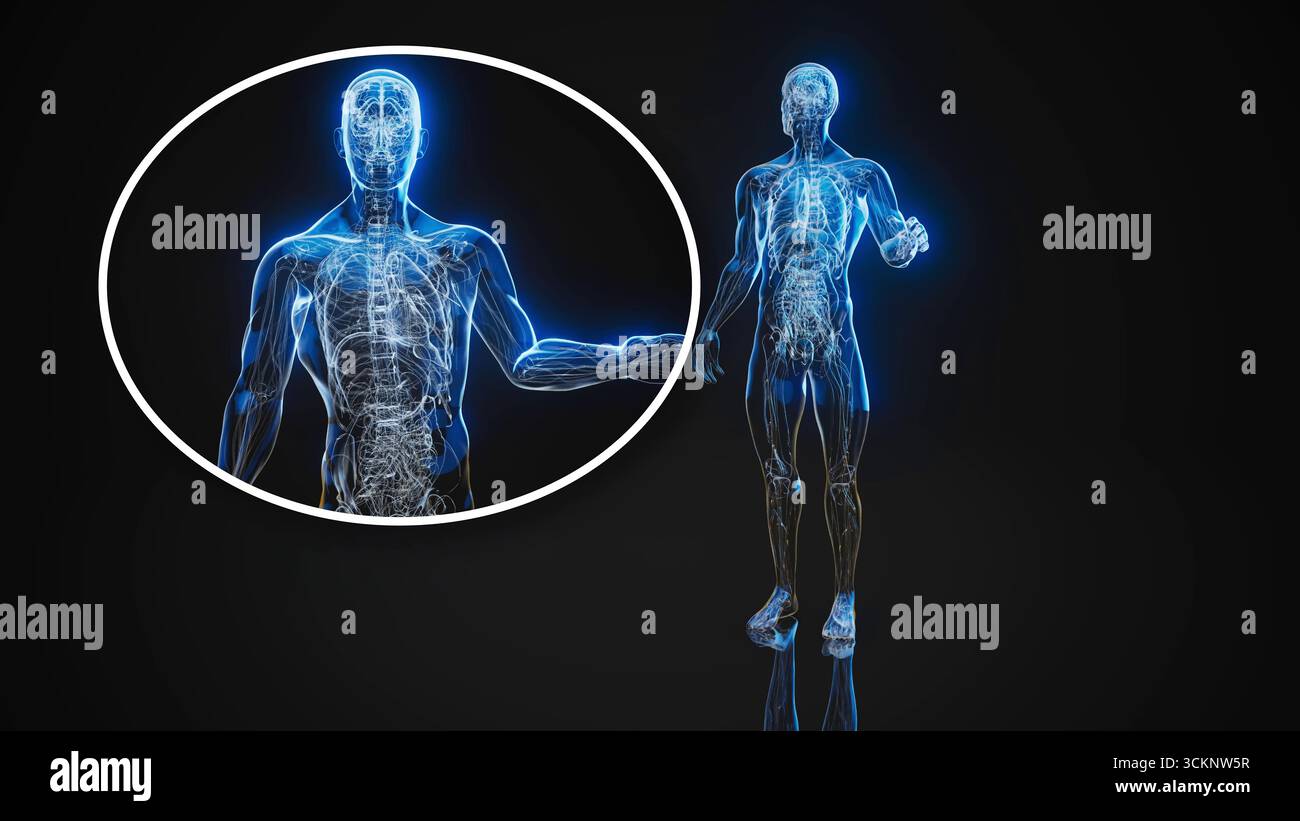 Male abdomen anatomy hi-res stock photography and images - Alamy