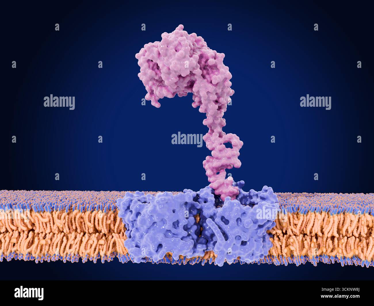Autophagy process hi-res stock photography and images - Alamy