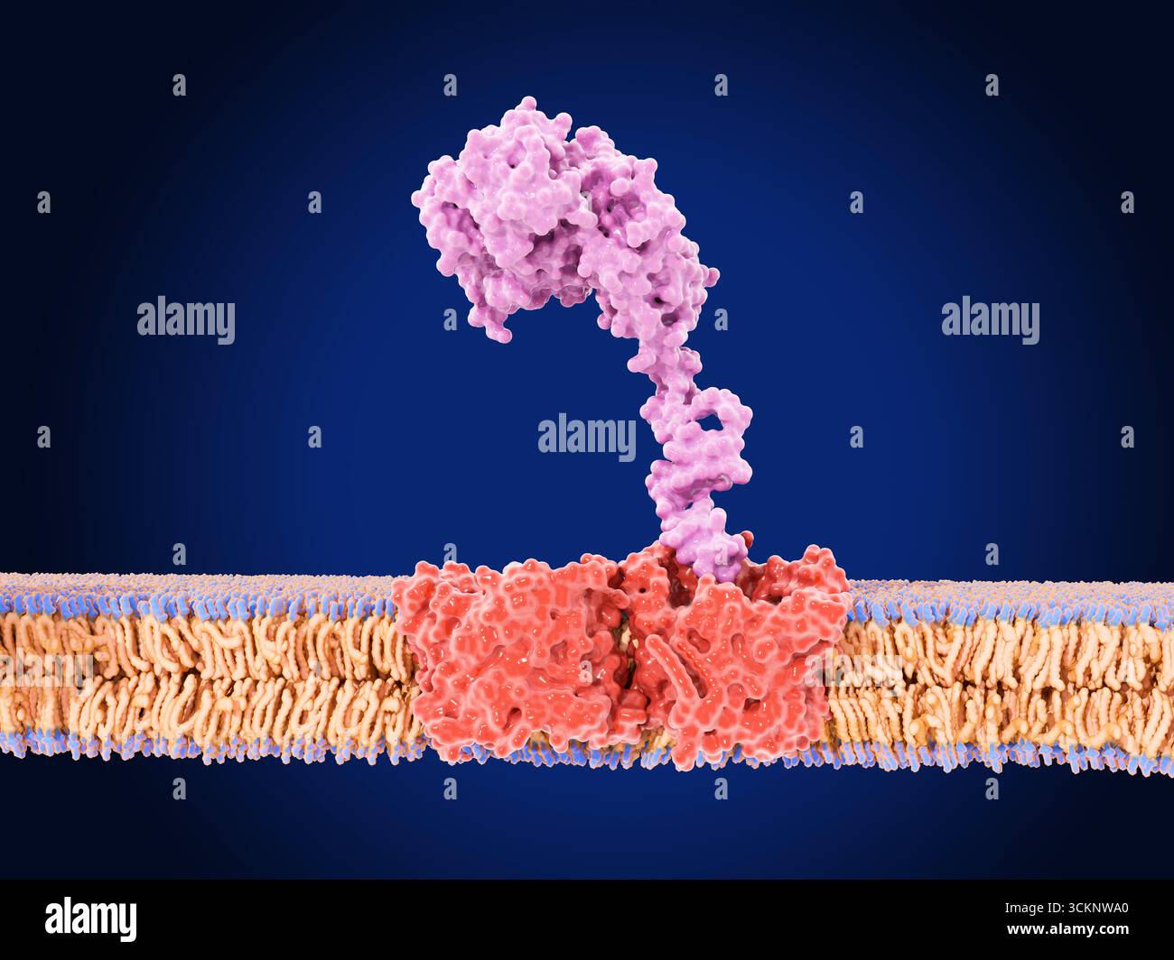 Illustration of a PTEN-induced kinase 1 (PINK1) molecule (pink) bound ...