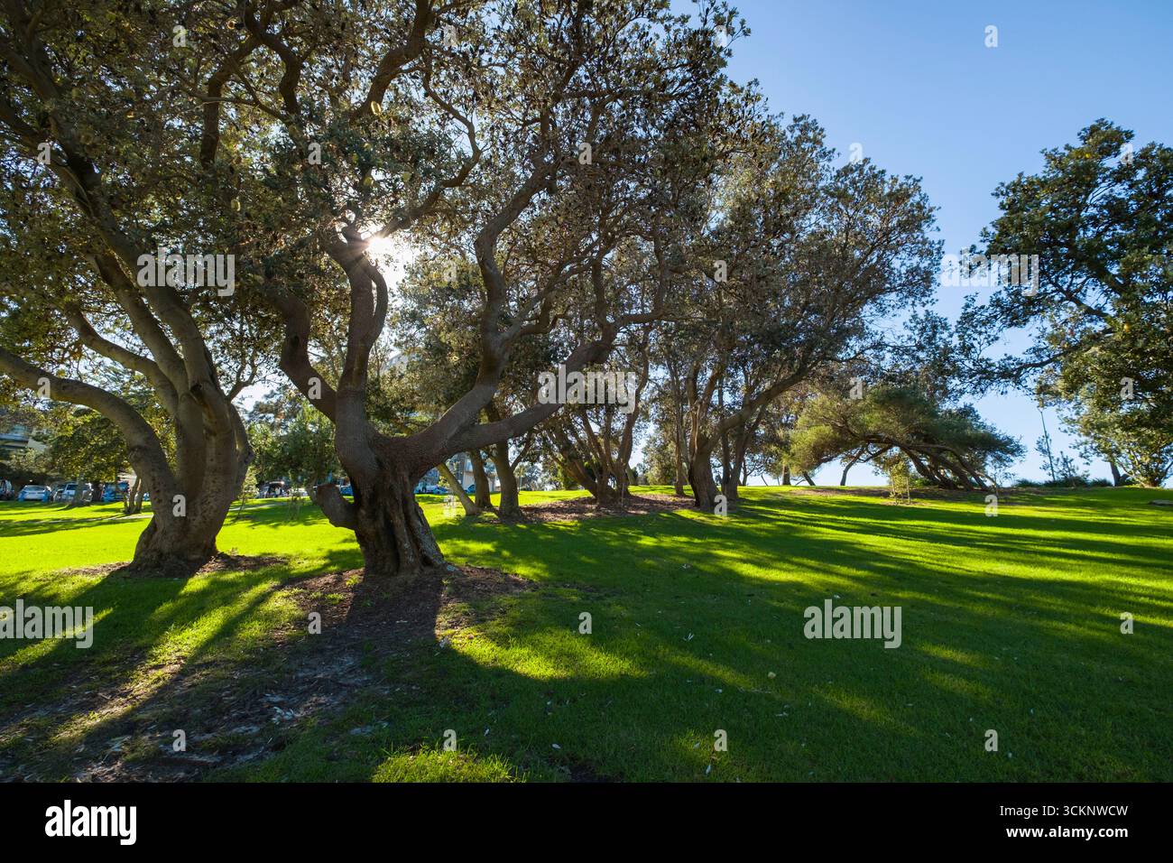 Sunlight Filtering Through Forest Trees in a Scenic Green Park ...