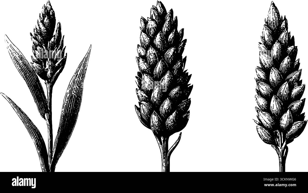 Engraved botanical illustration of amaranth grains in detailed set for ...