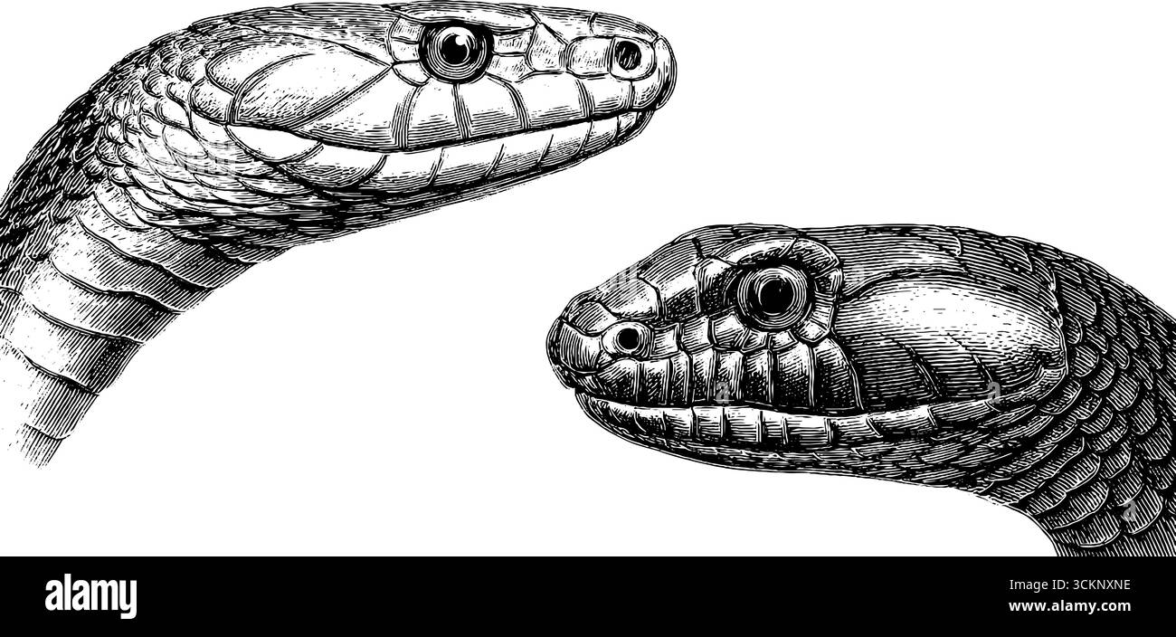 Detailed engraved illustration set featuring king cobra heads for ...