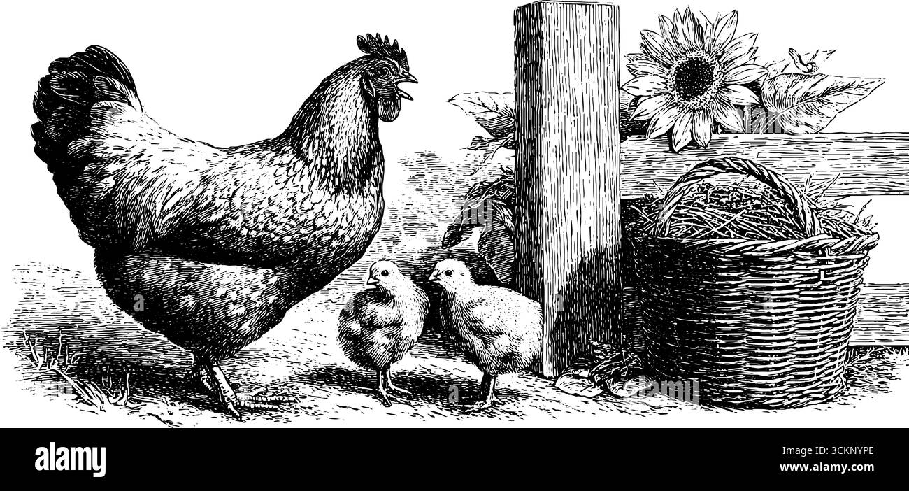 Vintage engraving of hen feeding chicks in rustic farmyard setting for ...