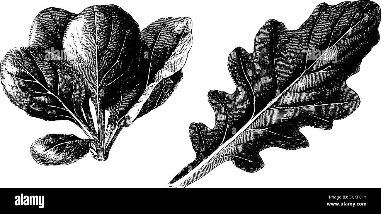 Engraved botanical illustration of lettuce leaves for design and print ...