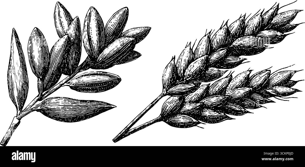 Engraved botanical illustration of rice grains and wheat plants for ...