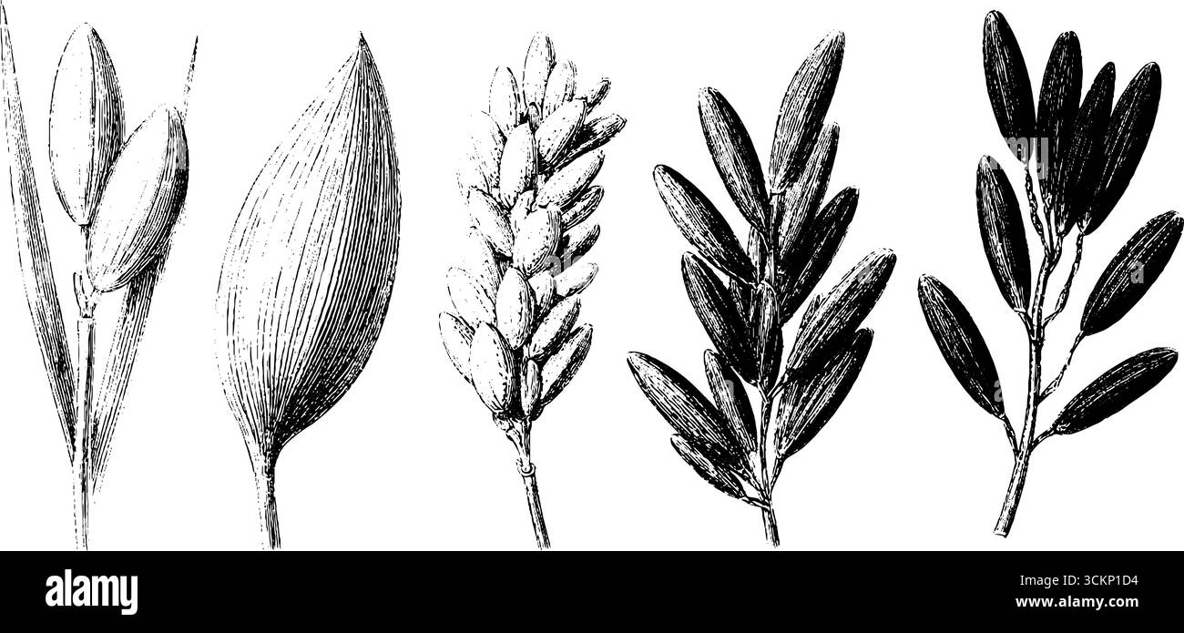 Engraved illustration set featuring varieties of white rice grains for ...