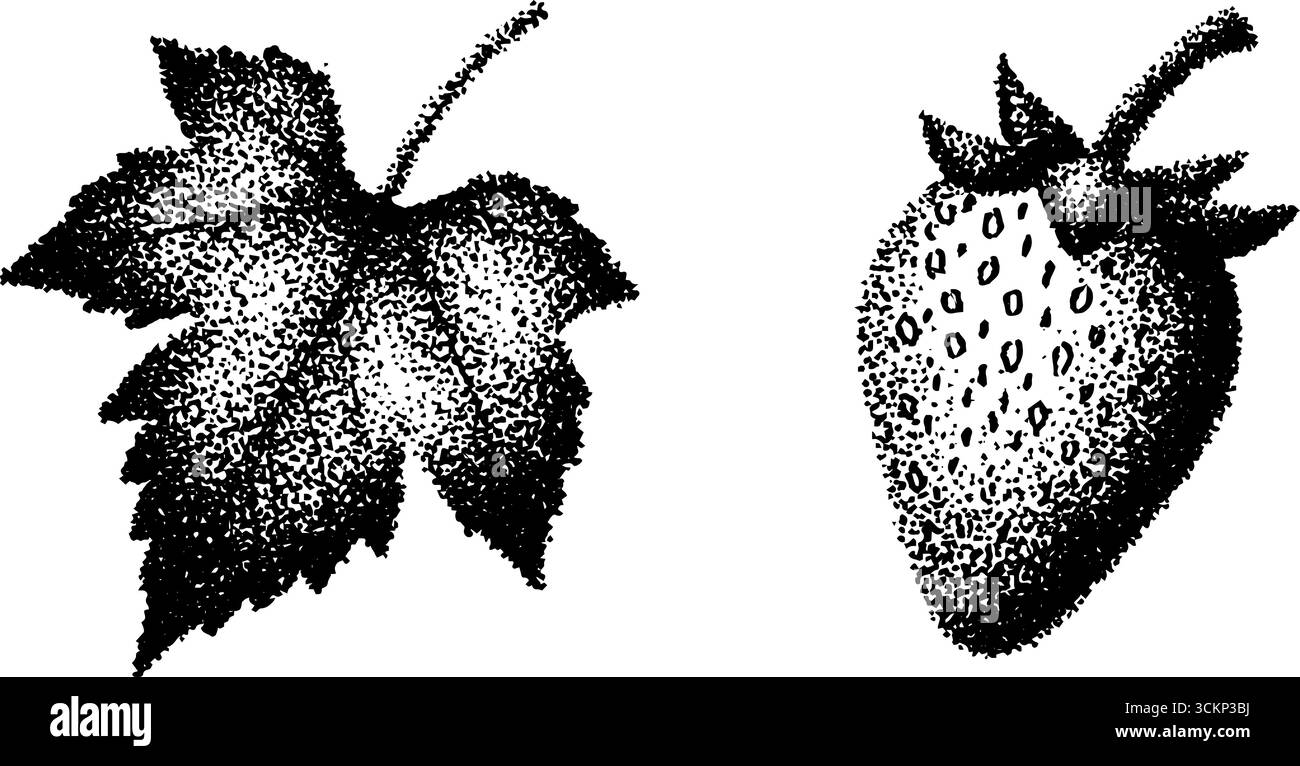 Hyper detailed ink stippling of leaf and strawberry for artistic design ...